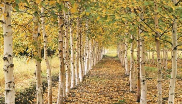 12 Common Types of Birch Trees You Should Grow in Your Garden ...