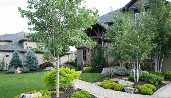12 Common Types of Birch Trees You Should Grow in Your Garden ...
